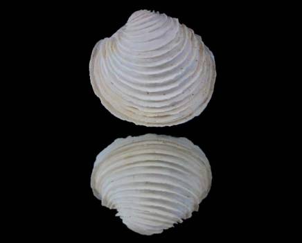 shellauction.net :: Venus nux - 3132647