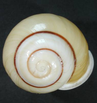 shellauction.net :: Pachysphaera sphaerica - 3134444