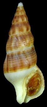 shellauction.net :: Latirus filmerae - 3142112