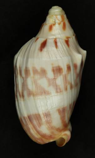 shellauction.net :: Cymbiola deshayesi - 3145036