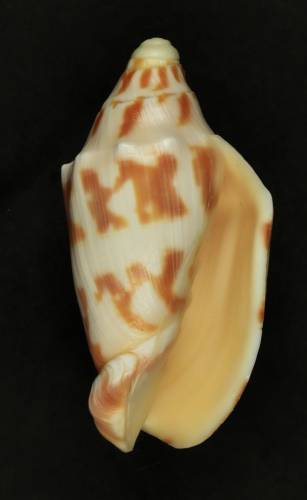 shellauction.net :: Cymbiola deshayesi - 3145036