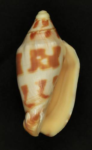 shellauction.net :: Cymbiola deshayesi - 3145037