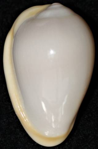 shellauction.net :: Prunum labiatum - 3148536