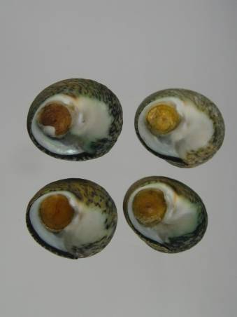 shellauction.net :: Phorcus lineatus - 3149186