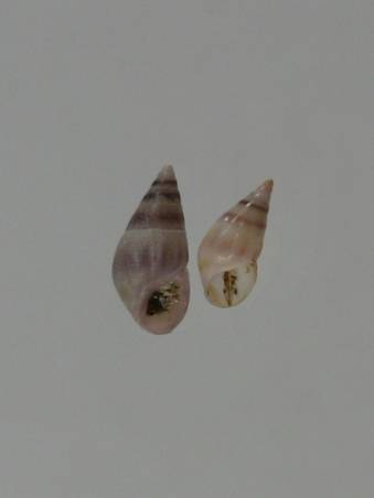 shellauction.net :: Rissoa violacea - 3151855