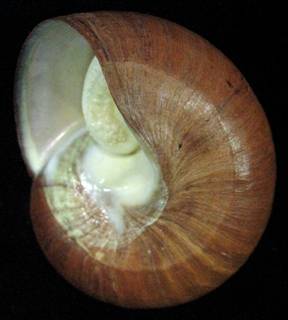 shellauction.net :: Turbo cidaris cidaris - 3152069