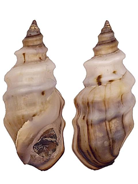 shellauction.net :: Melanopsis tricarinata - 3152237