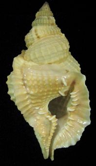 shellauction.net :: Distorsio reticulata - 3152674