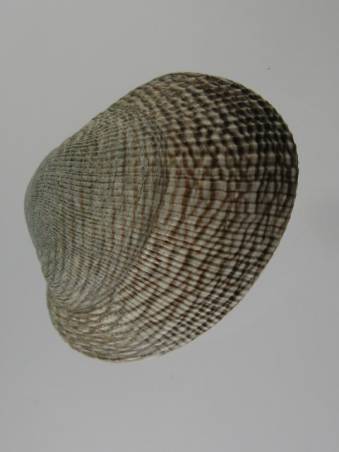 shellauction.net :: Tapes decussatus - 3155148