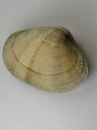 shellauction.net :: Tapes decussatus - 3155194