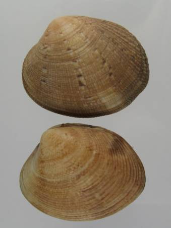 shellauction.net :: Tapes sulcarius - 3157307