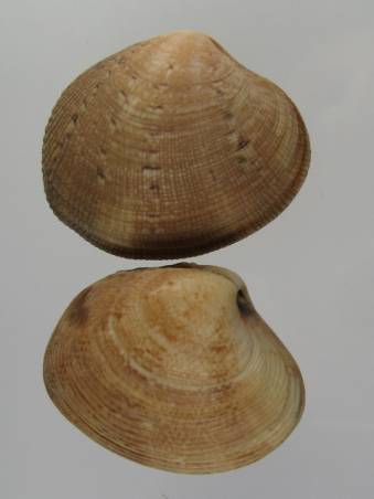 shellauction.net :: Tapes sulcarius - 3157307