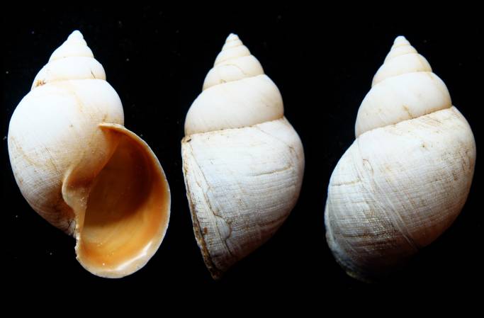 shellauction.net :: Naesiotus montezuma - 3161363