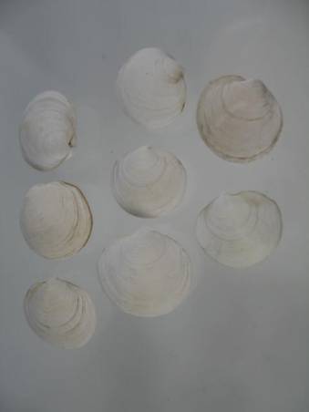 shellauction.net :: Loripes orbiculatus - 3162133