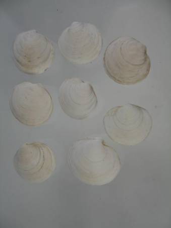 shellauction.net :: Loripes orbiculatus - 3162133