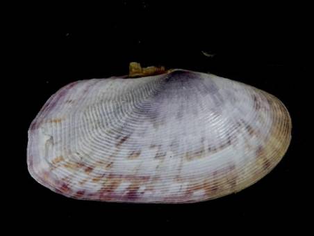 shellauction.net :: Gari maculosa - 3166169