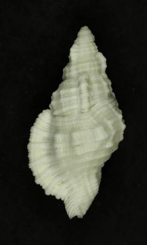 shellauction.net :: Septa gemmata - 3167570