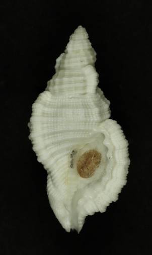 shellauction.net :: Septa gemmata - 3167570