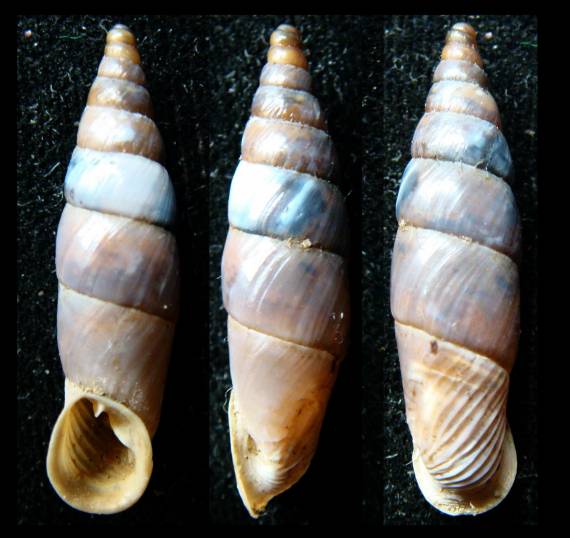 shellauction.net :: Medora italiana italiana - 3174441