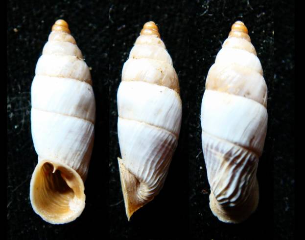 shellauction.net :: Medora pollinensis - 3174442