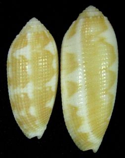 shellauction.net :: Pterygia crenatulata - 3176901