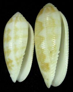 shellauction.net :: Pterygia crenatulata - 3176901