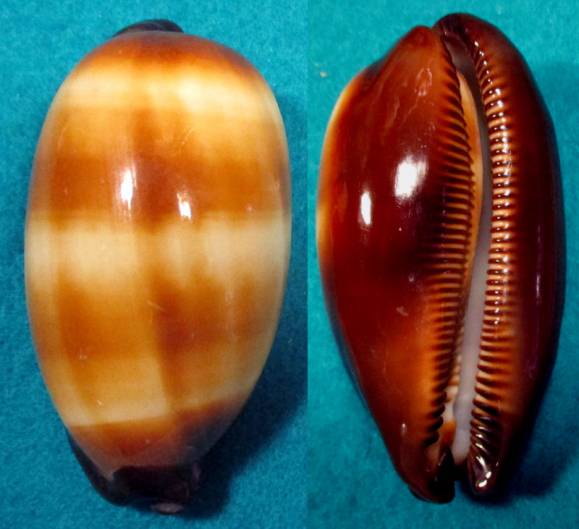 shellauction.net :: Talparia talpa - 3179840