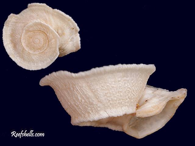 shellauction.net :: Xeroleuca turcica pagodula - 3181107