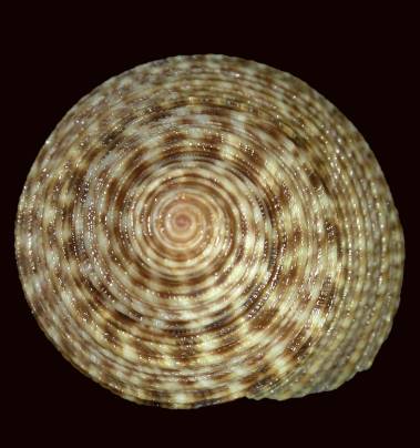 shellauction.net :: Monilea callifera - 3181792