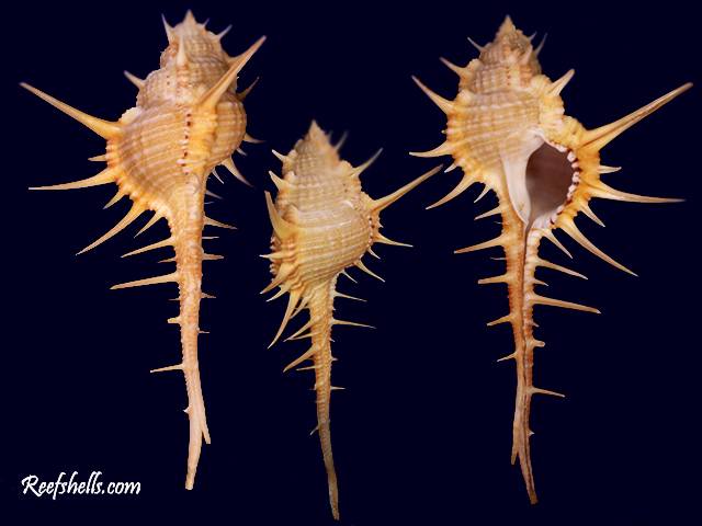 shellauction.net :: Murex africanus - 3185512