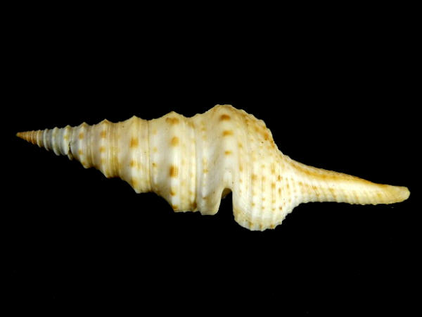 shellauction.net :: Turris indica - 3187884