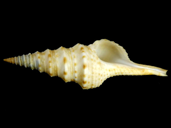 shellauction.net :: Turris indica - 3187884