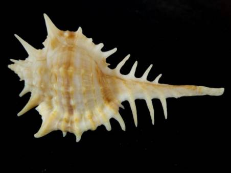 shellauction.net :: Murex elenensis - 3187915