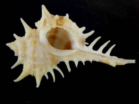 shellauction.net :: Murex elenensis - 3187915