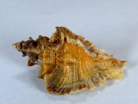 shellauction.net :: Pterynotus akation - 3187918