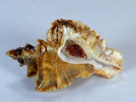 shellauction.net :: Pterynotus akation - 3187918