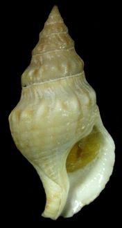 shellauction.net :: Euthria ponsonbyi - 3188374