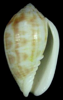 shellauction.net :: Pterygia dactylus - 3188538