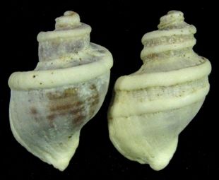 shellauction.net :: Trochia cingulata - 3191944