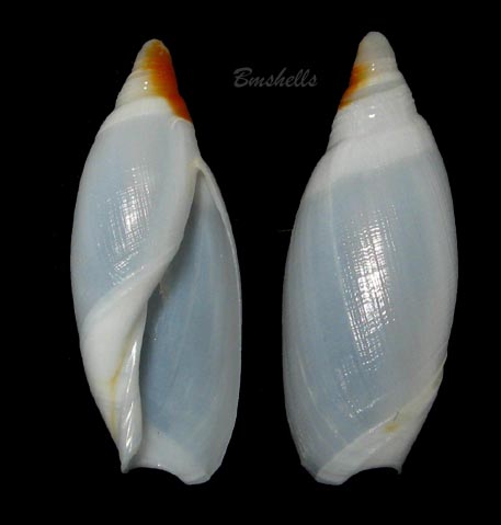 shellauction.net :: Ancillista muscae - 3198671