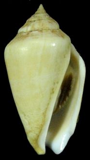 shellauction.net :: Strombus decorus raybaudi - 3201620