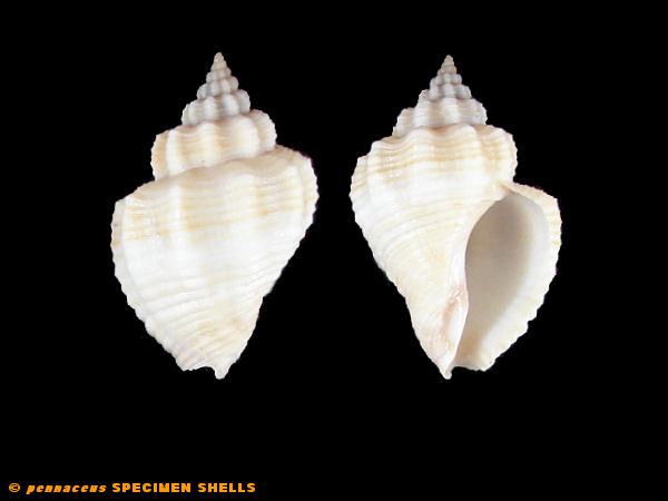 shellauction.net :: Cantharus vermeiji - 3202246