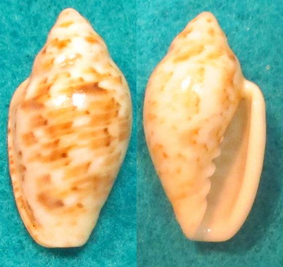 shellauction.net :: Marginella species - 3205317