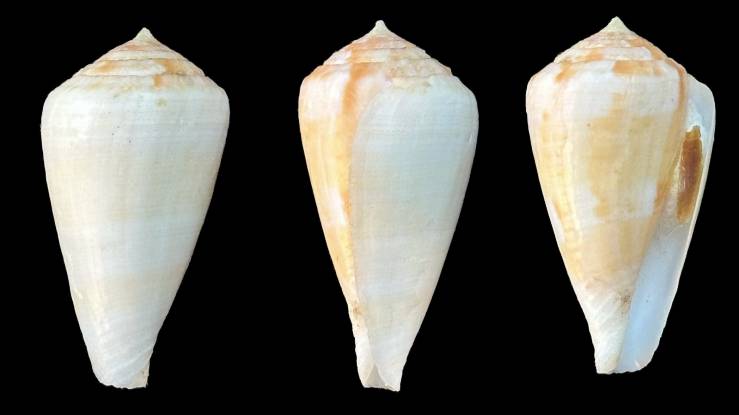 shellauction.net :: Conus pertusus pertusus - 3210856