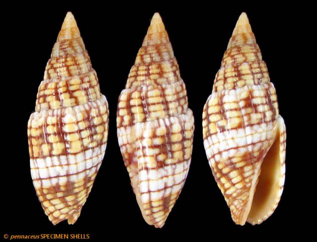 shellauction.net :: Quasimitra sanguinolenta - 3212980