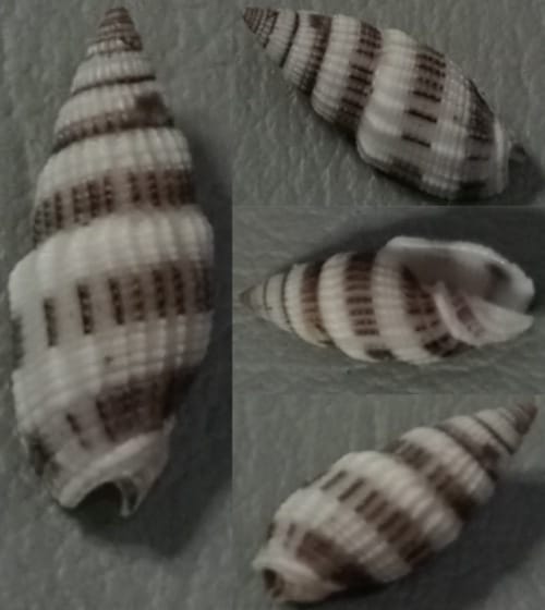 shellauction.net :: Mitra sp. - 3214706