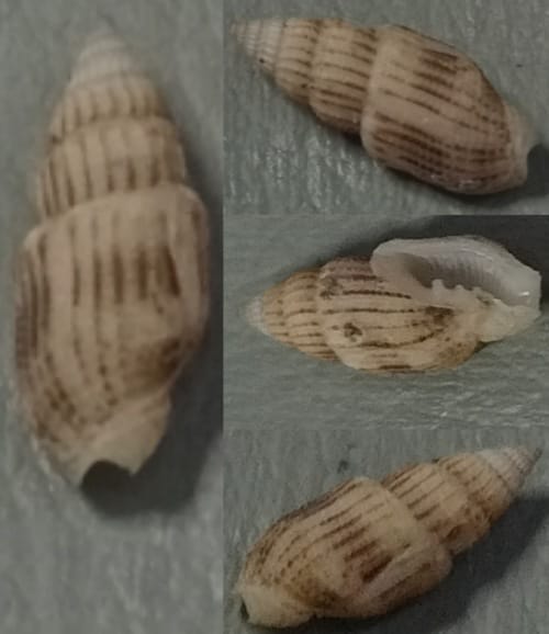 shellauction.net :: Mitra sp. - 3214711