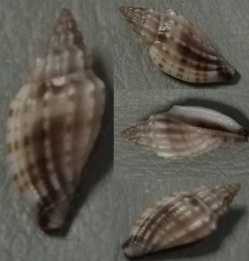 shellauction.net :: Mitra sp. - 3214738