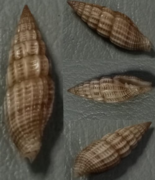 shellauction.net :: Mitra sp. - 3214744