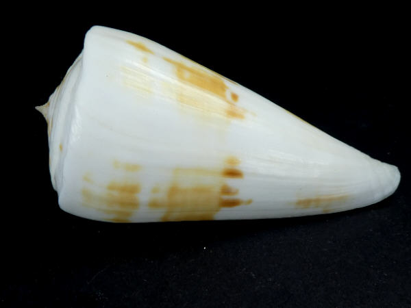 shellauction.net :: Conus recluzianus - 3215928